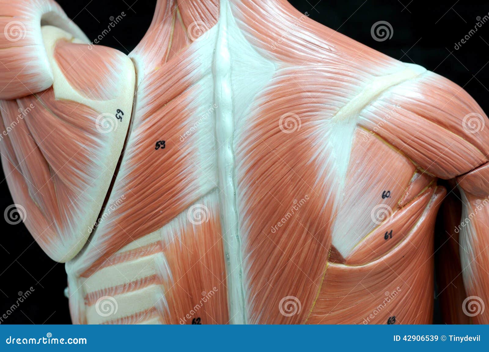 Humerus Muscle Royalty-Free Stock Photo | CartoonDealer.com #44730069