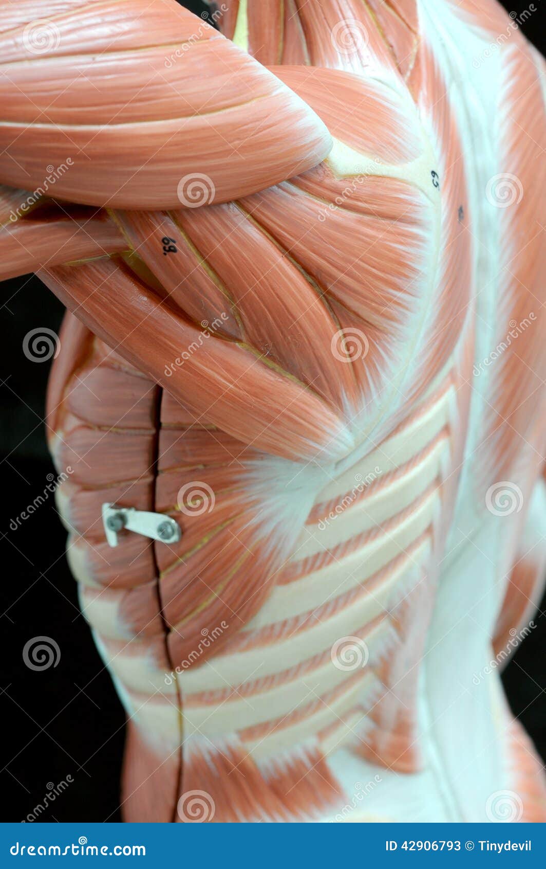Muscle stock image. Image of frontalis, muscular, human - 42906793