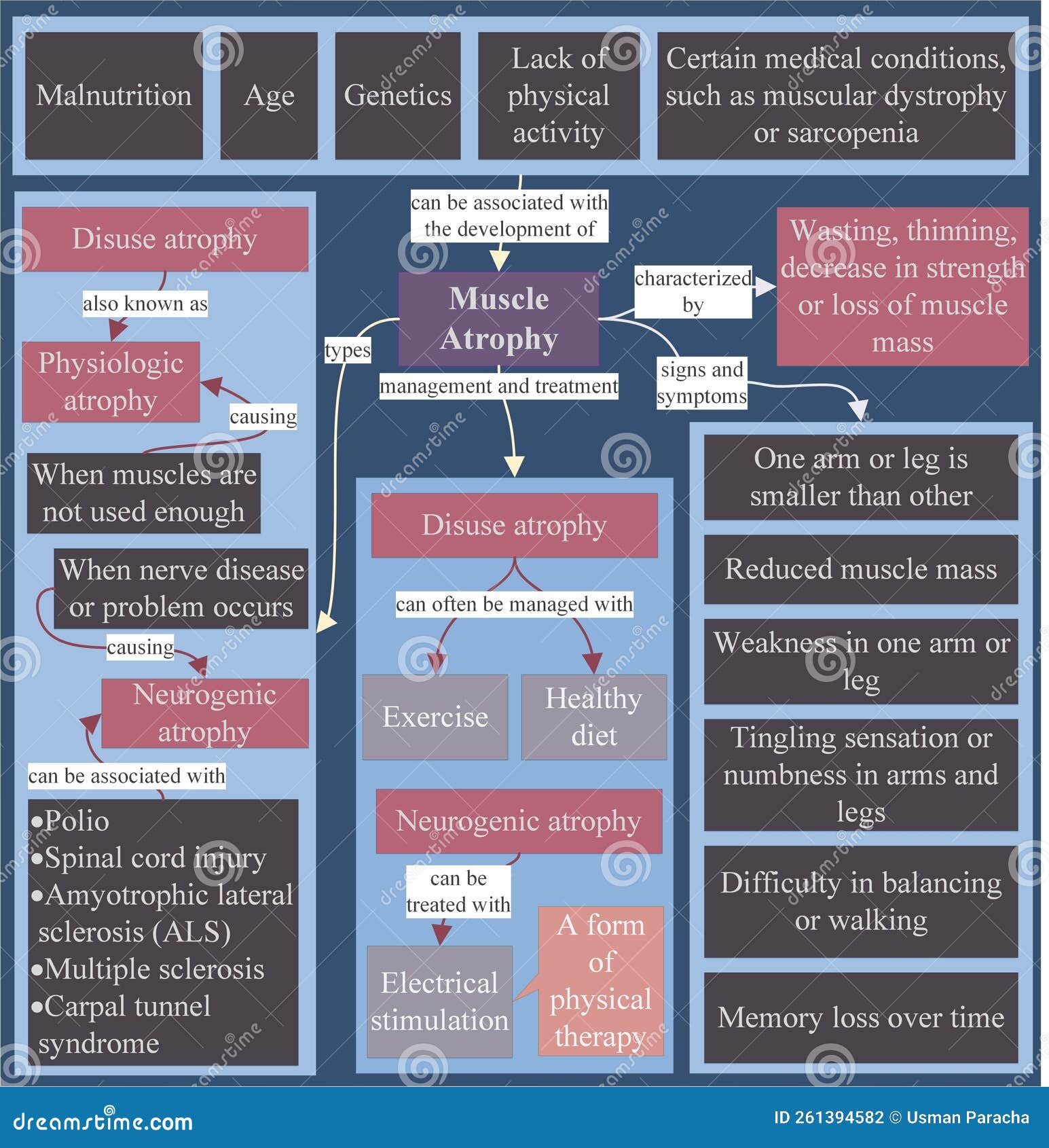Healthy And Sarcopenia Thigh Muscle Vector Illustration On White ...