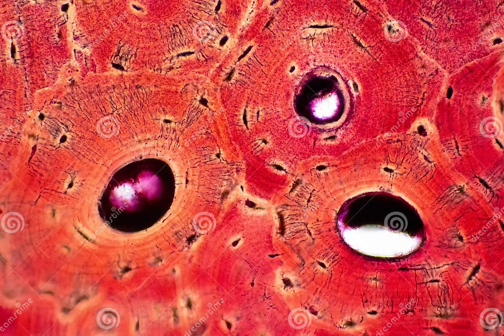 Histology of Human Compact Bone Tissue Under Microscope View for ...