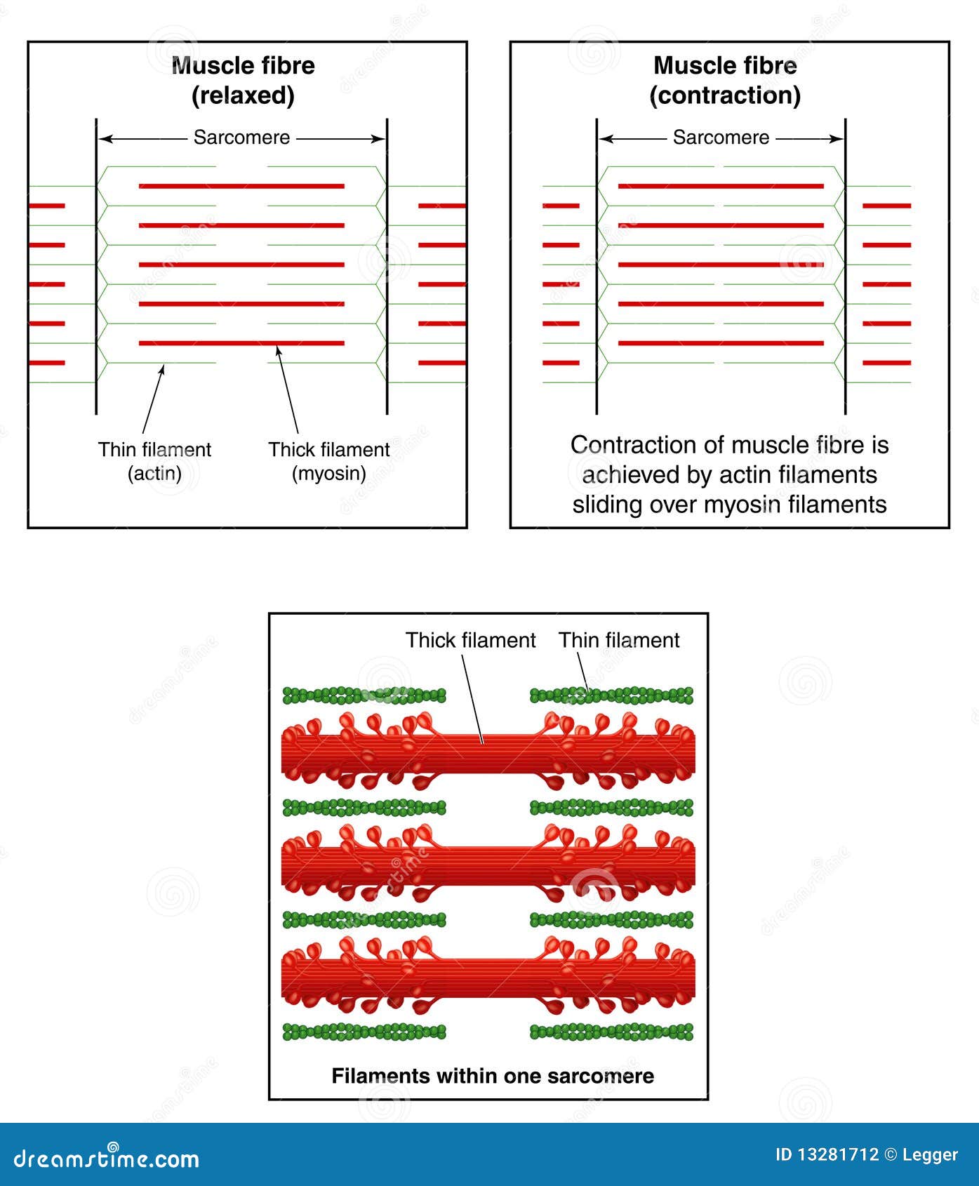 Smooth Muscle Contraction Animation