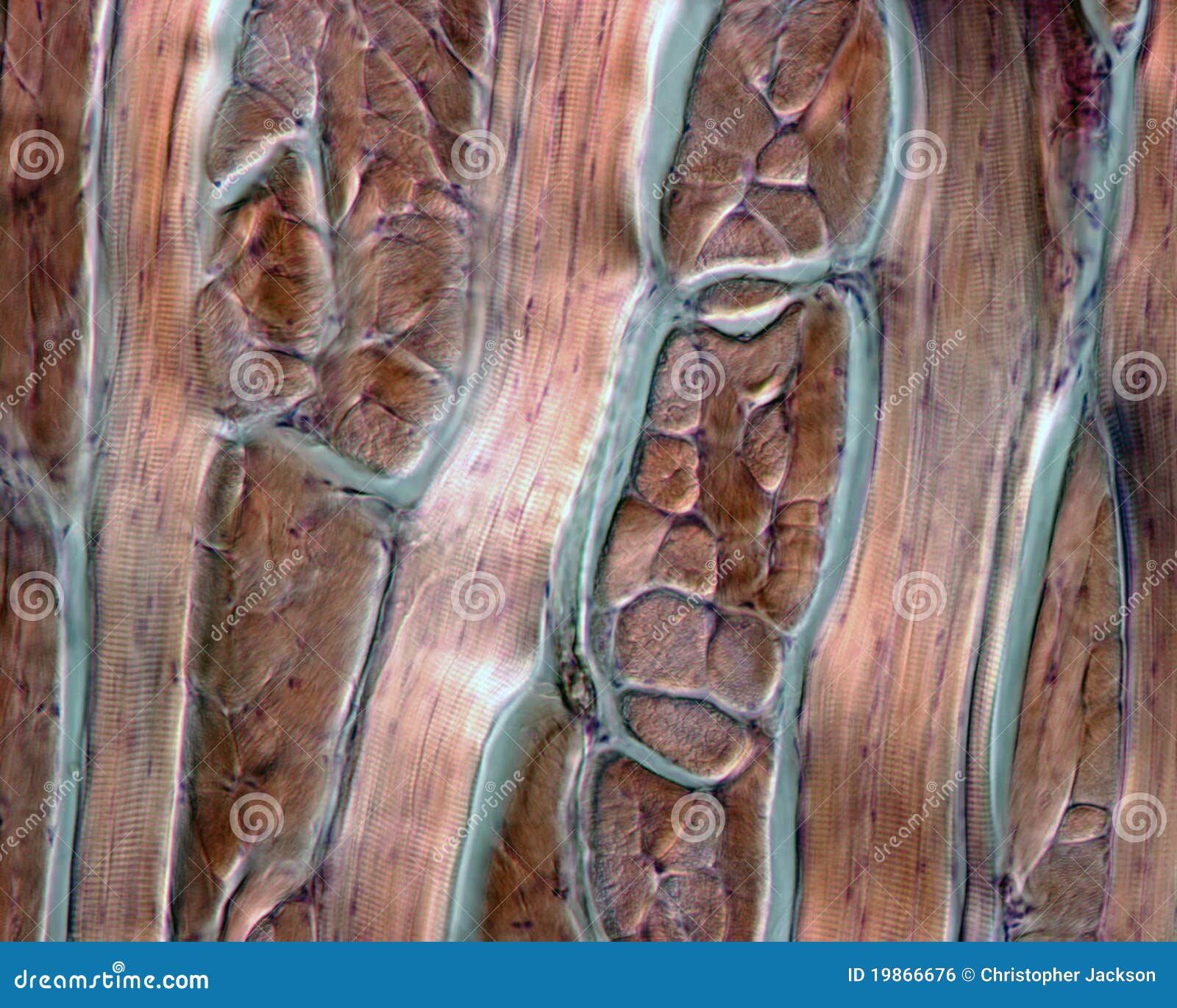 Muscle de langue humain photo stock. Image du fibre, scientifique ...