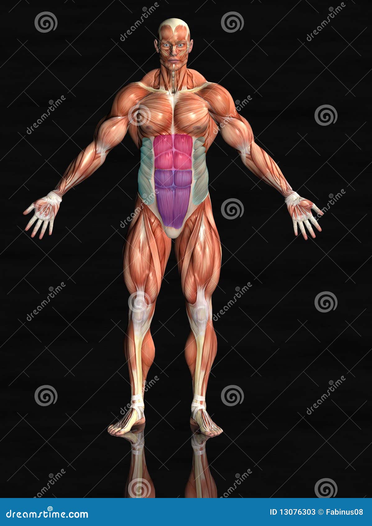 Muscle Et Squelette Humains Illustration Stock - Illustration du ...