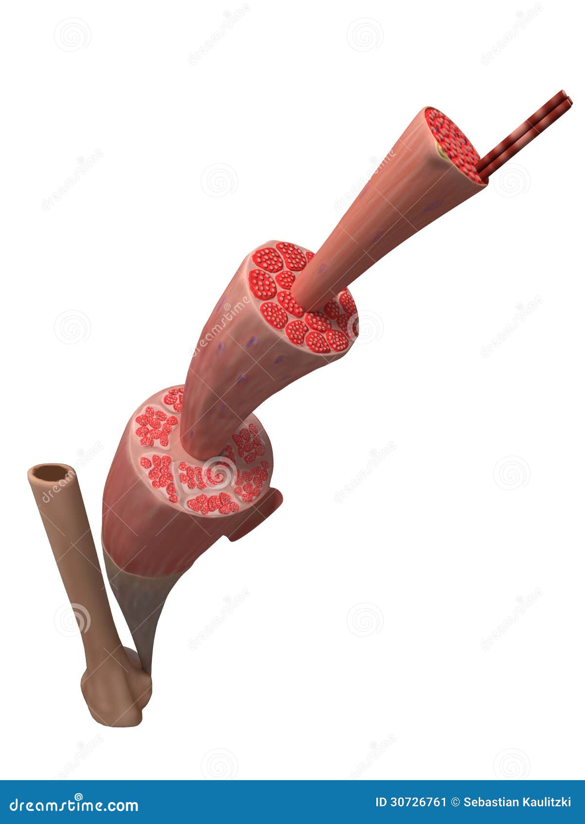 Muscle Fiber Structure And Inner Parts Anatomical Description Outline ...