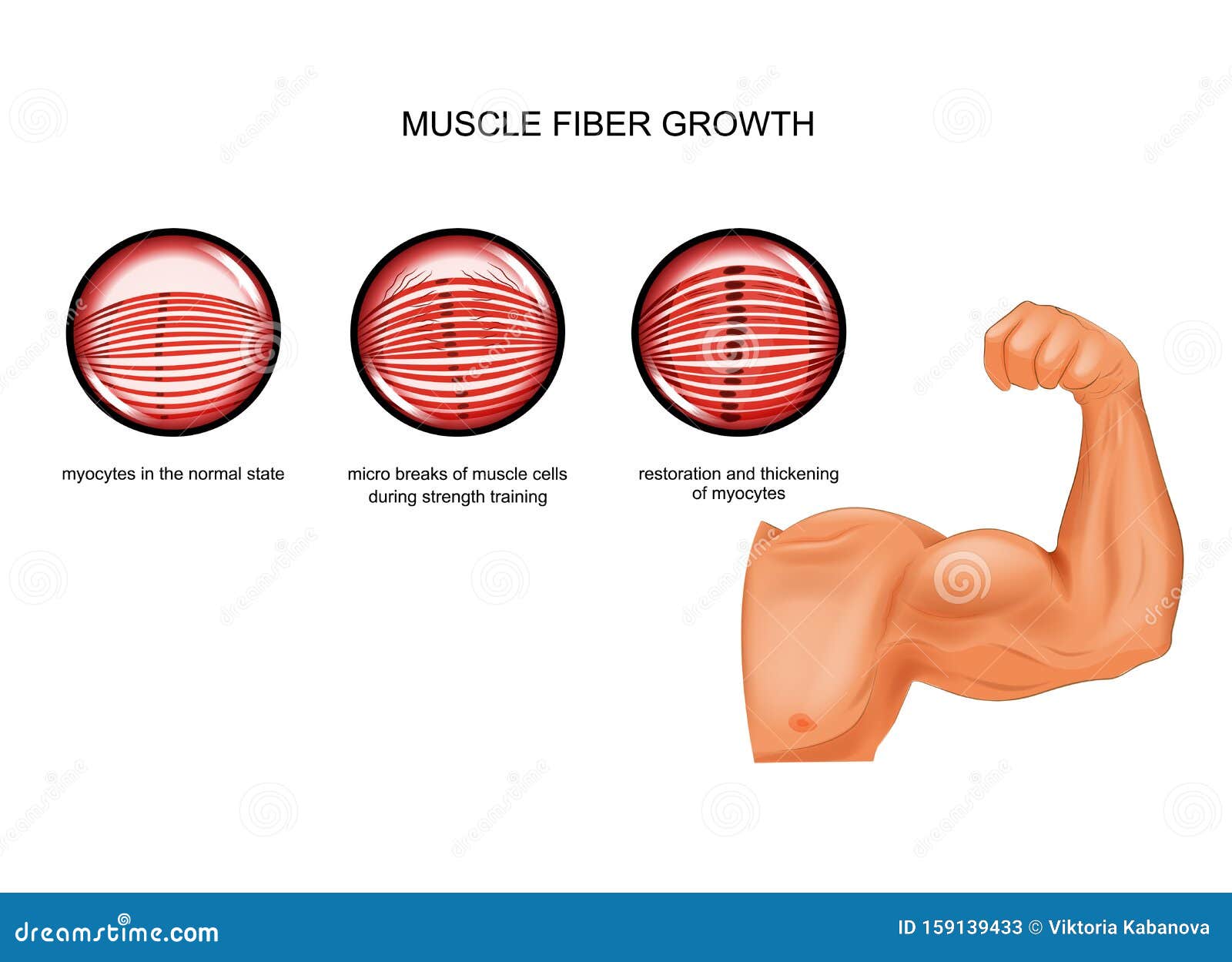 Muscle Fiber Growth after Training Stock Illustration - Illustration of ...
