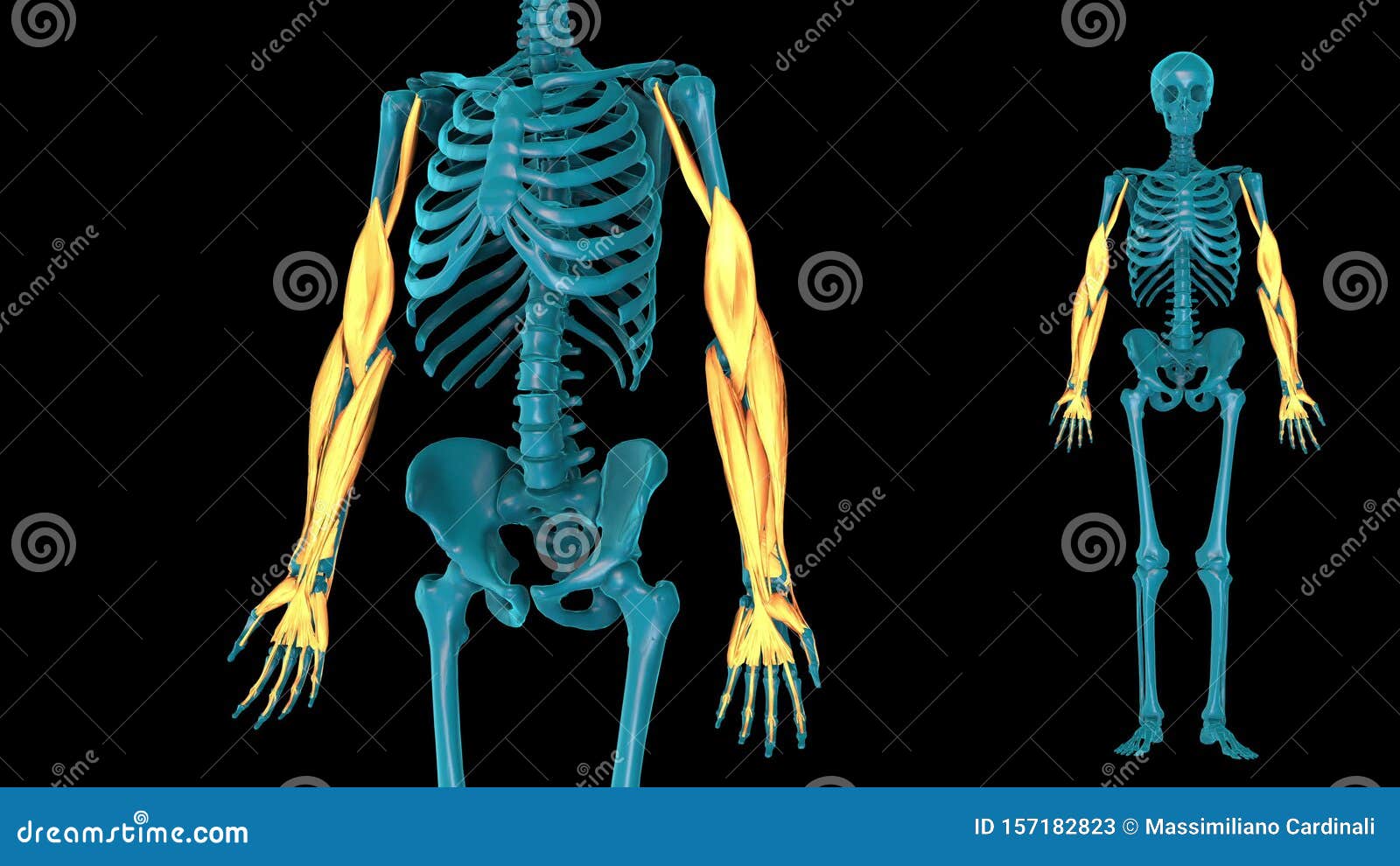 Muscle of Free Upper Limb - 3D Model Stock Video - Video of cervical ...