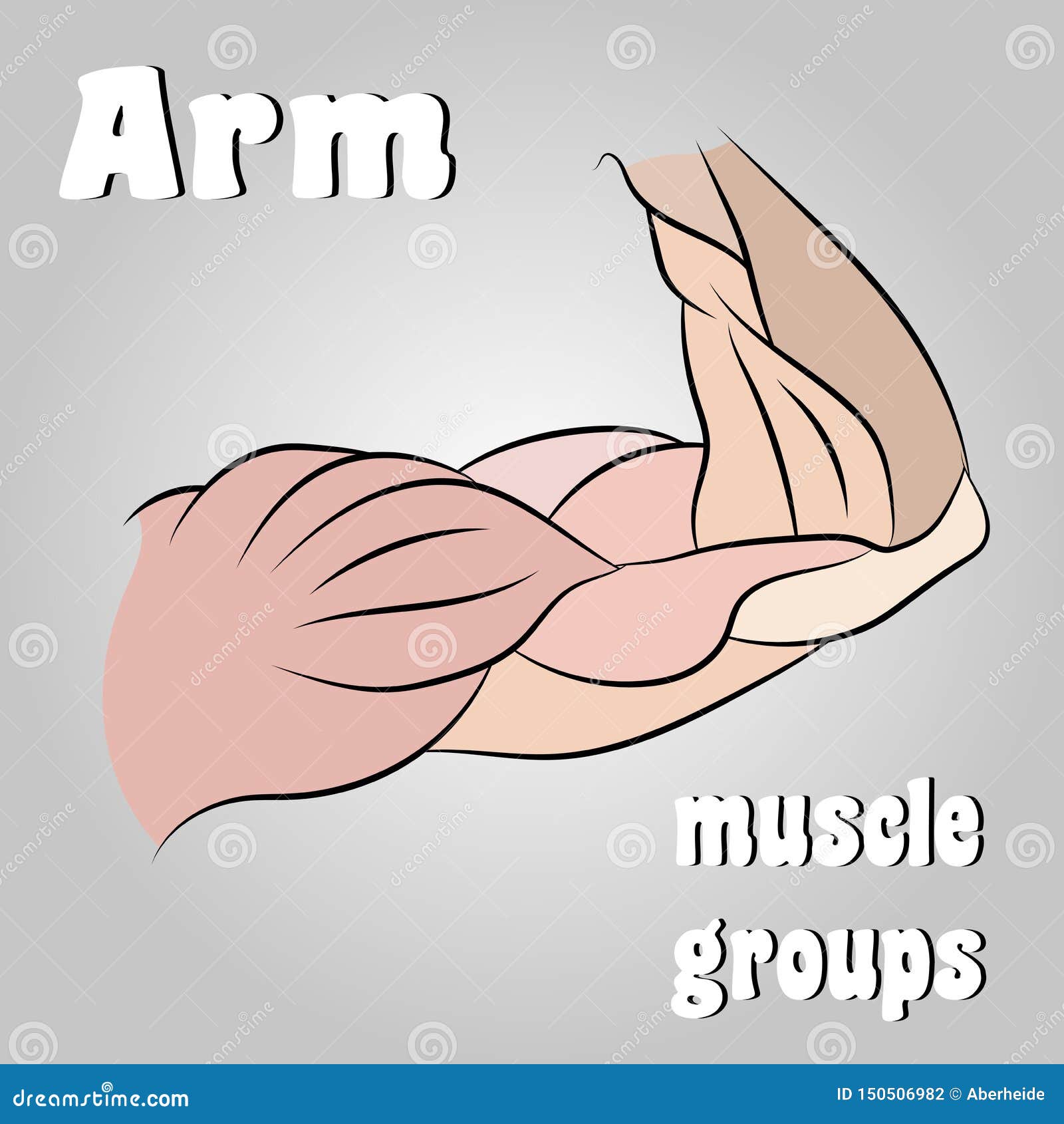 Muscle groups of an arm stock vector. Illustration of champion - 150506982