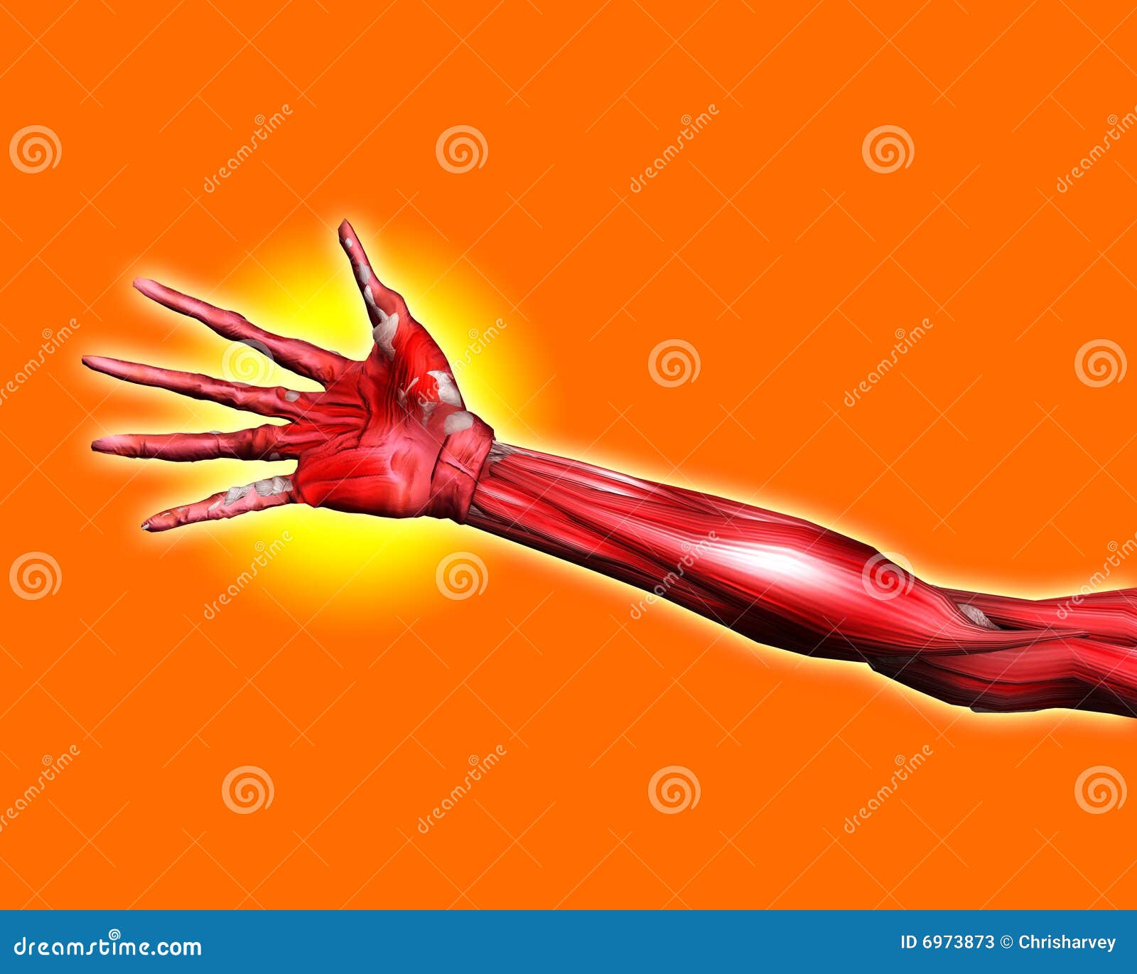 Muscle Hand stock illustration. Illustration of colour - 6973873