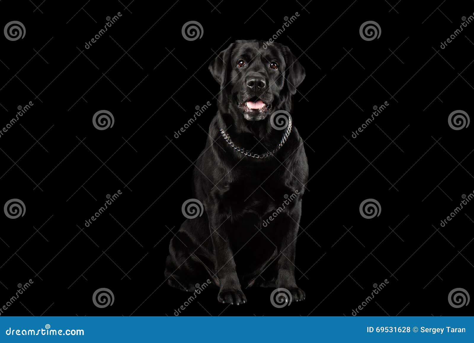 Muscle Labrador Dog Sitting in Front View, Isolated on Black Stock ...