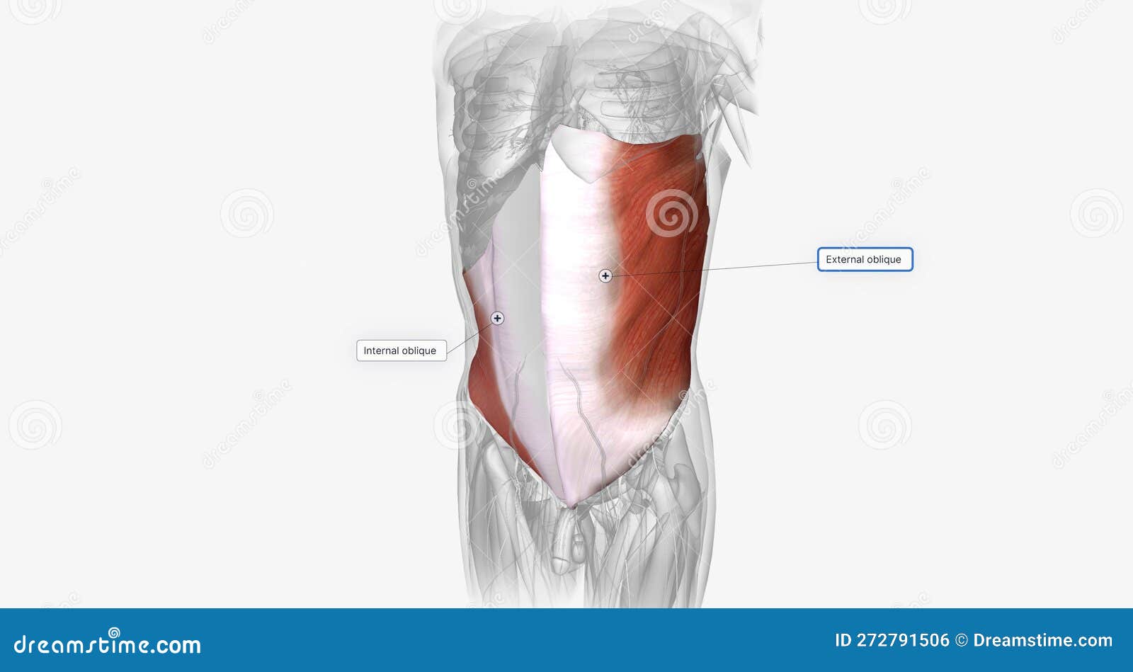 Muscle Layers, Superficial 3D Render Stock Illustration - Illustration ...