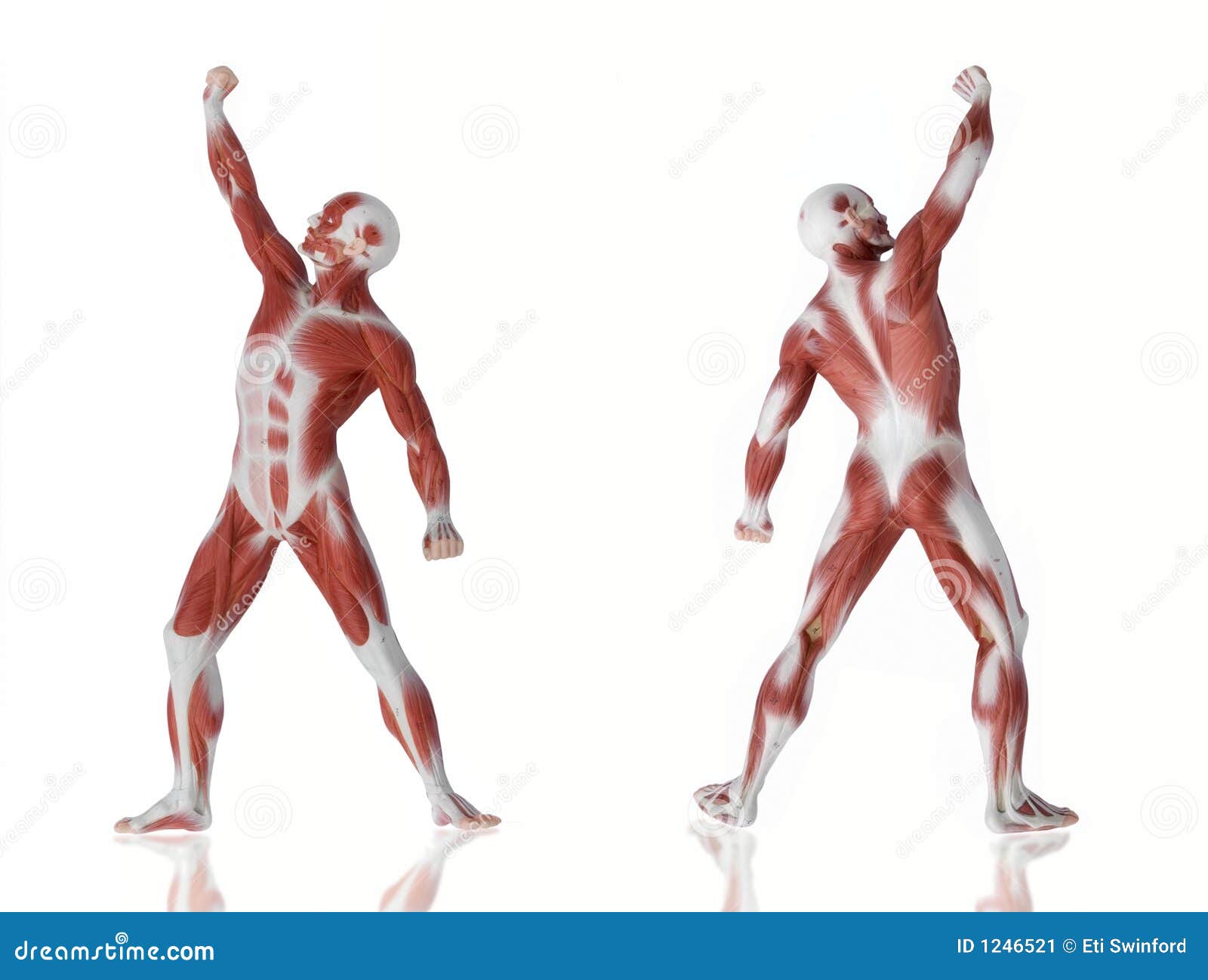 Muscle Man Anatomy Royalty-Free Stock Photo | CartoonDealer.com #1246521