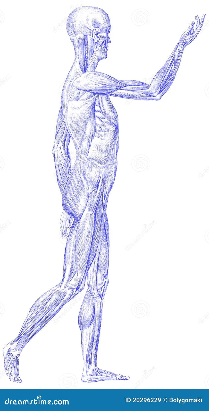 Muscle-man side stock illustration. Illustration of vitamin - 20296229