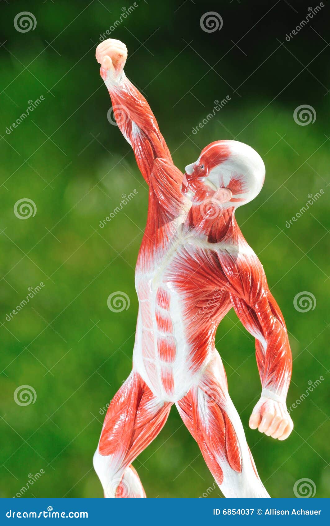 296 Male Dramatic Pose Muscle Stock Photos - Free & Royalty-Free Stock ...