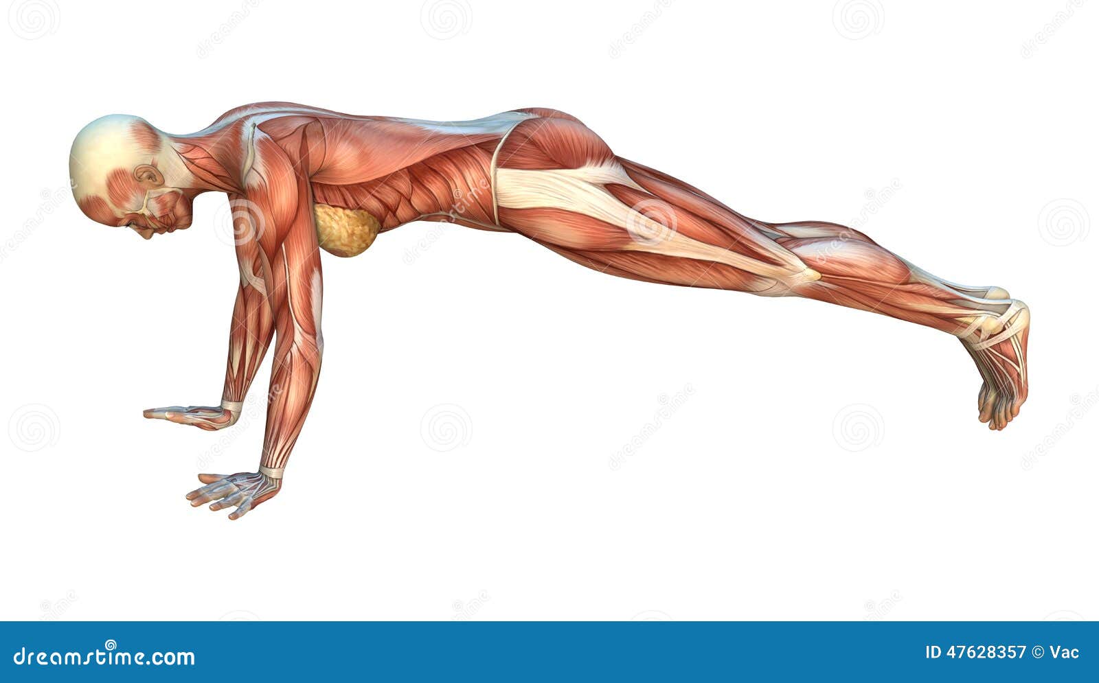 Muscle Maps Royalty-Free Stock Photo | CartoonDealer.com #47628357