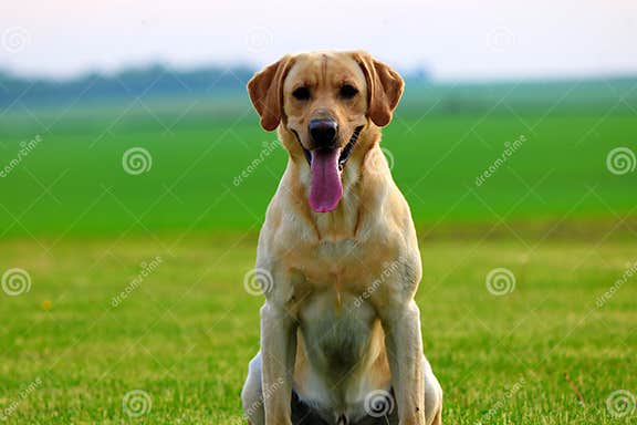 Muscle monday stock photo. Image of monday, retriever - 118744820