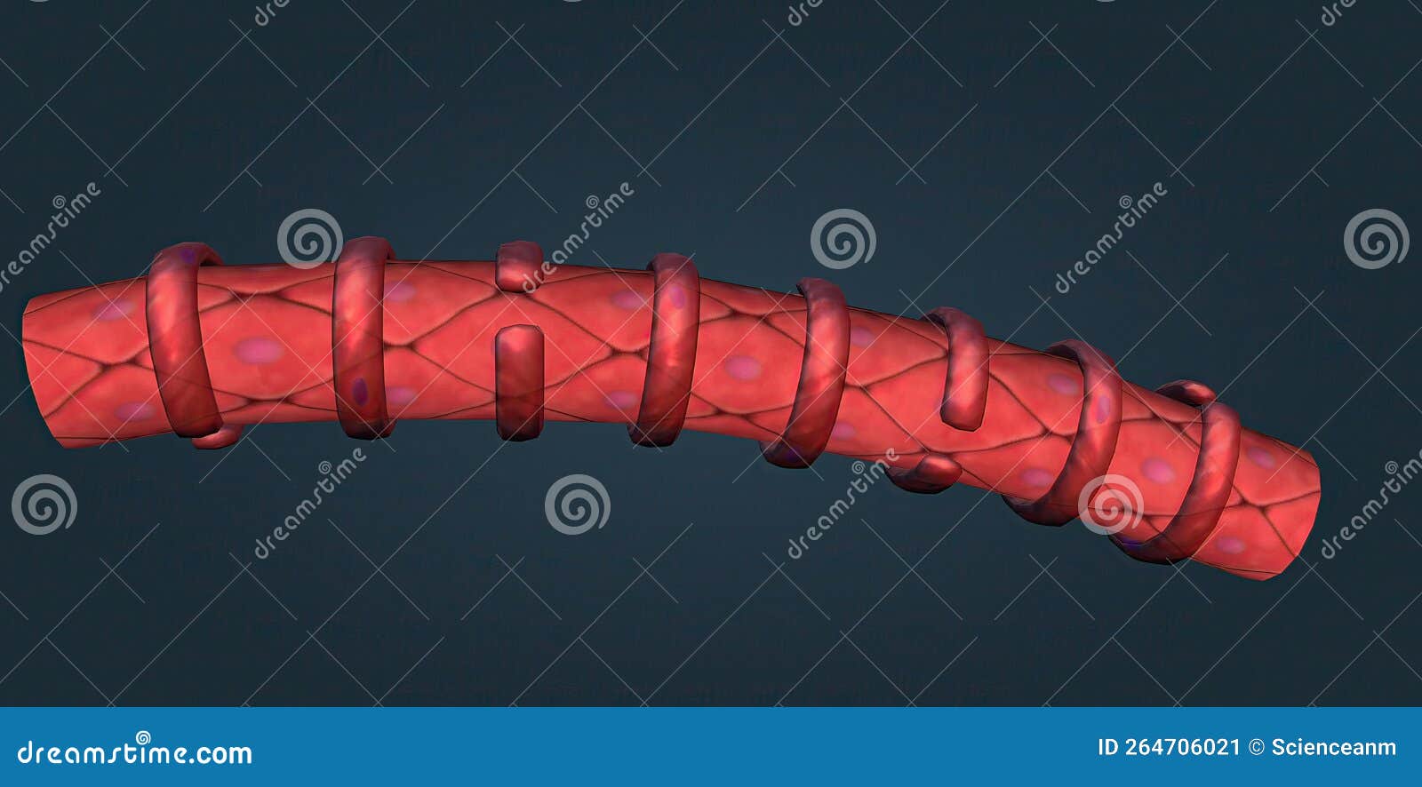 Muscle that Performs Automatic Tasks Such As Constricting Blood Vessels ...