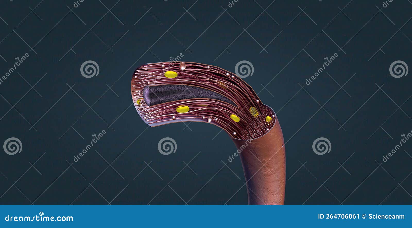 Muscle that Performs Automatic Tasks Such As Constricting Blood Vessels ...