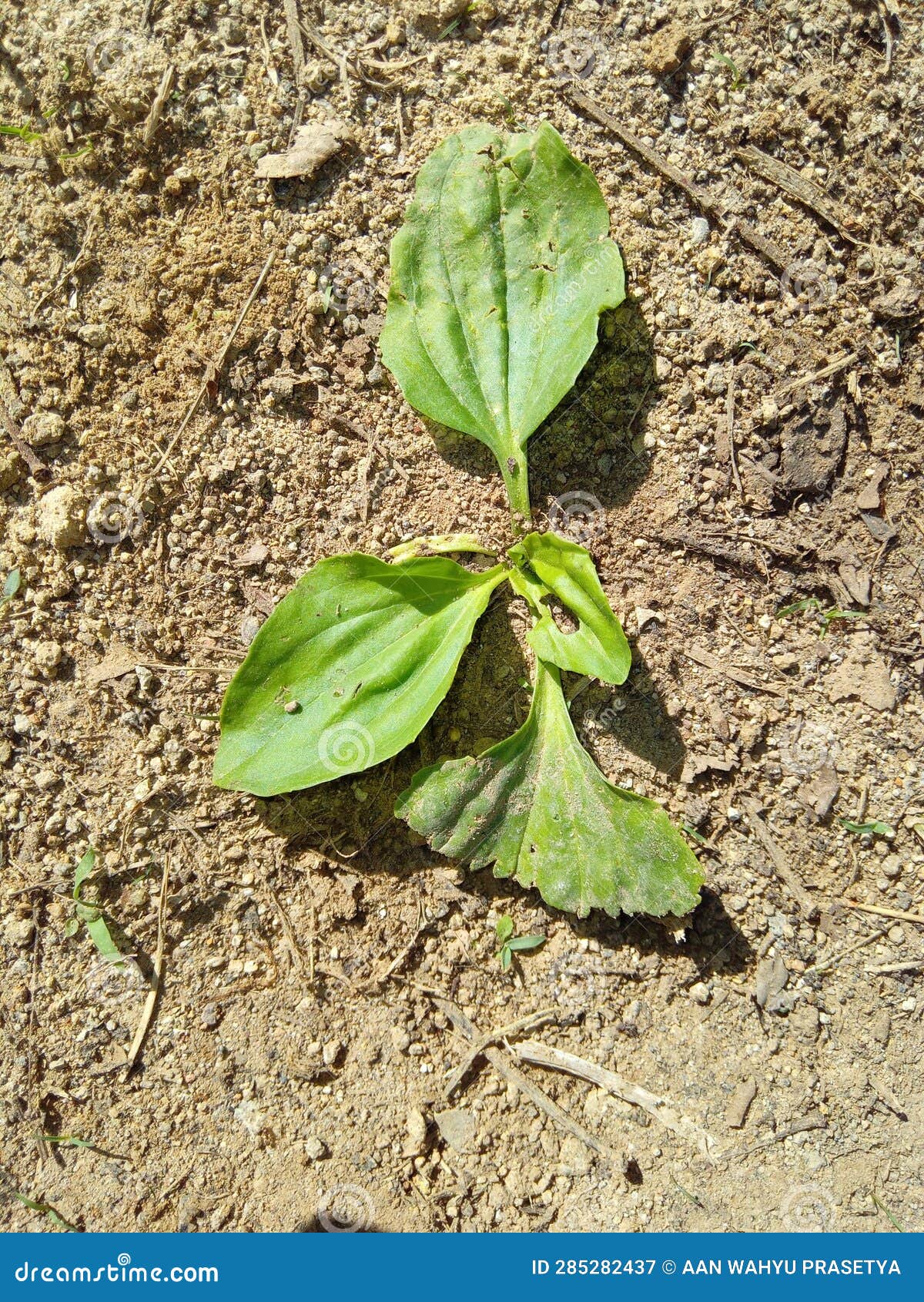 A Muscle Plant at Front House Stock Image - Image of life, rock: 285282437