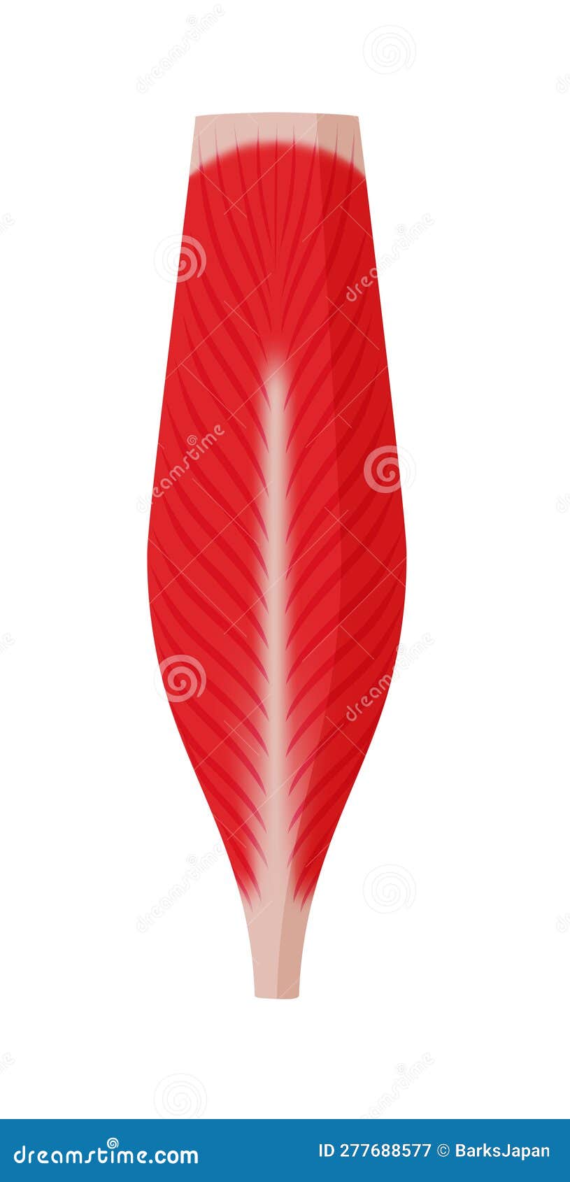 Muscle Shape Illustration ( Fusiform Muscle And Bipennate Muscle ...