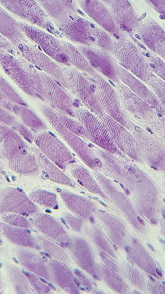 Muscle Striated Voluntary Microphotography Under Optic Microscope Stock ...