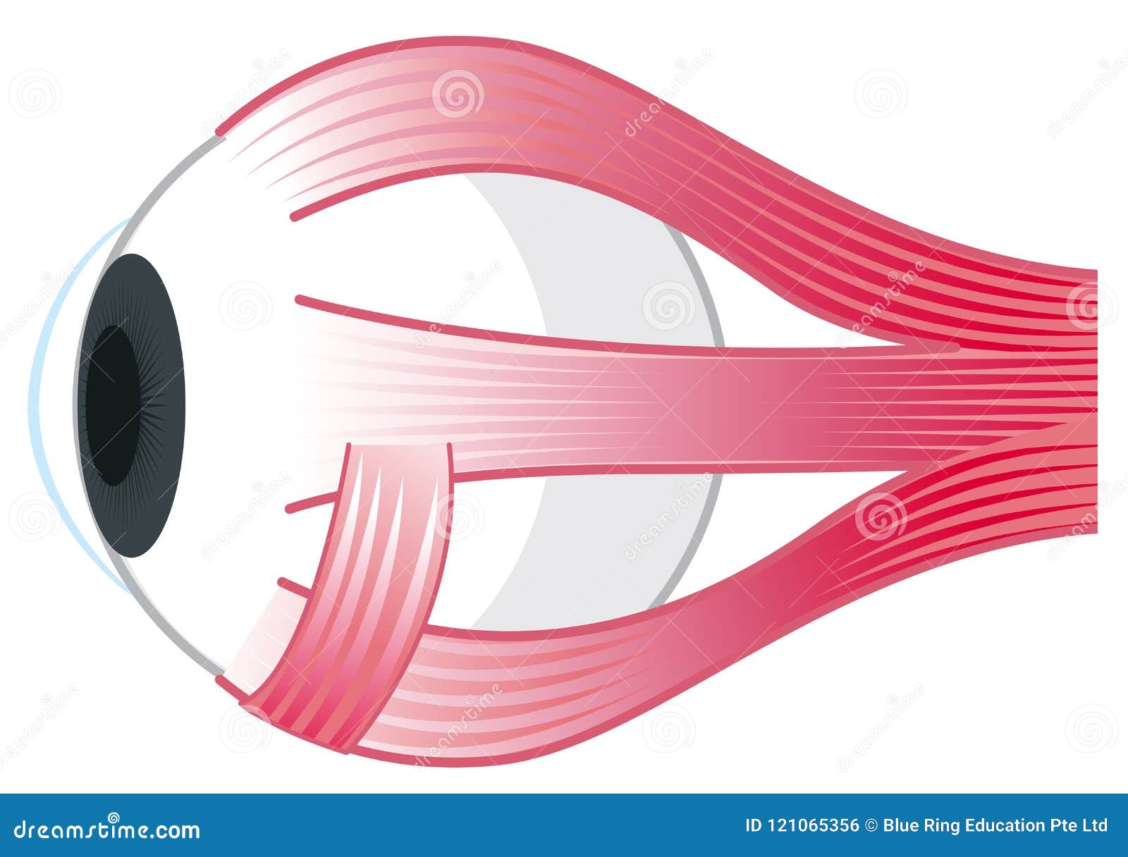 Muscle Structure of the Eye Stock Vector - Illustration of human, iris ...