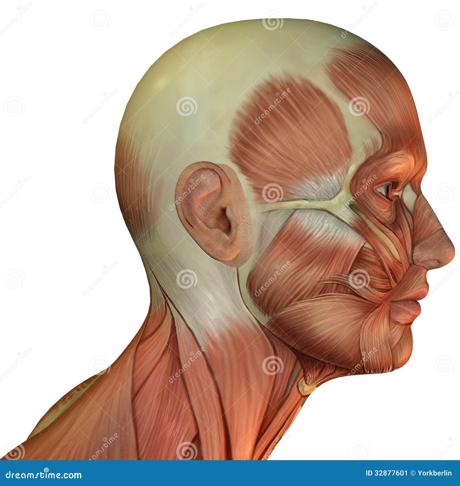 Muscle Structure Of Head Stock Image - Image: 32877601