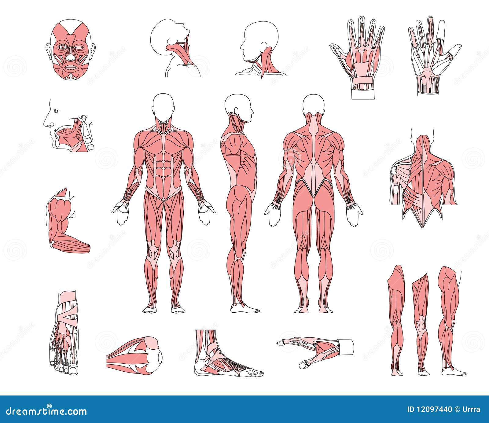 Muscle system stock vector. Illustration of muscular - 12097440