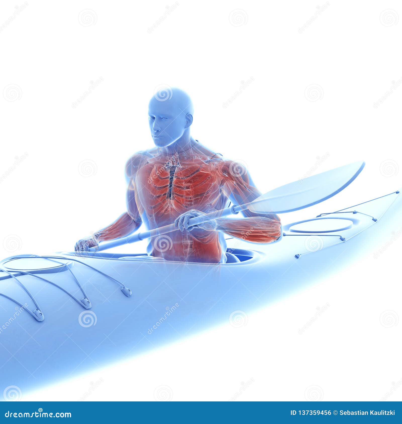 The Muscle System of a Canoeist Stock Illustration - Illustration of ...