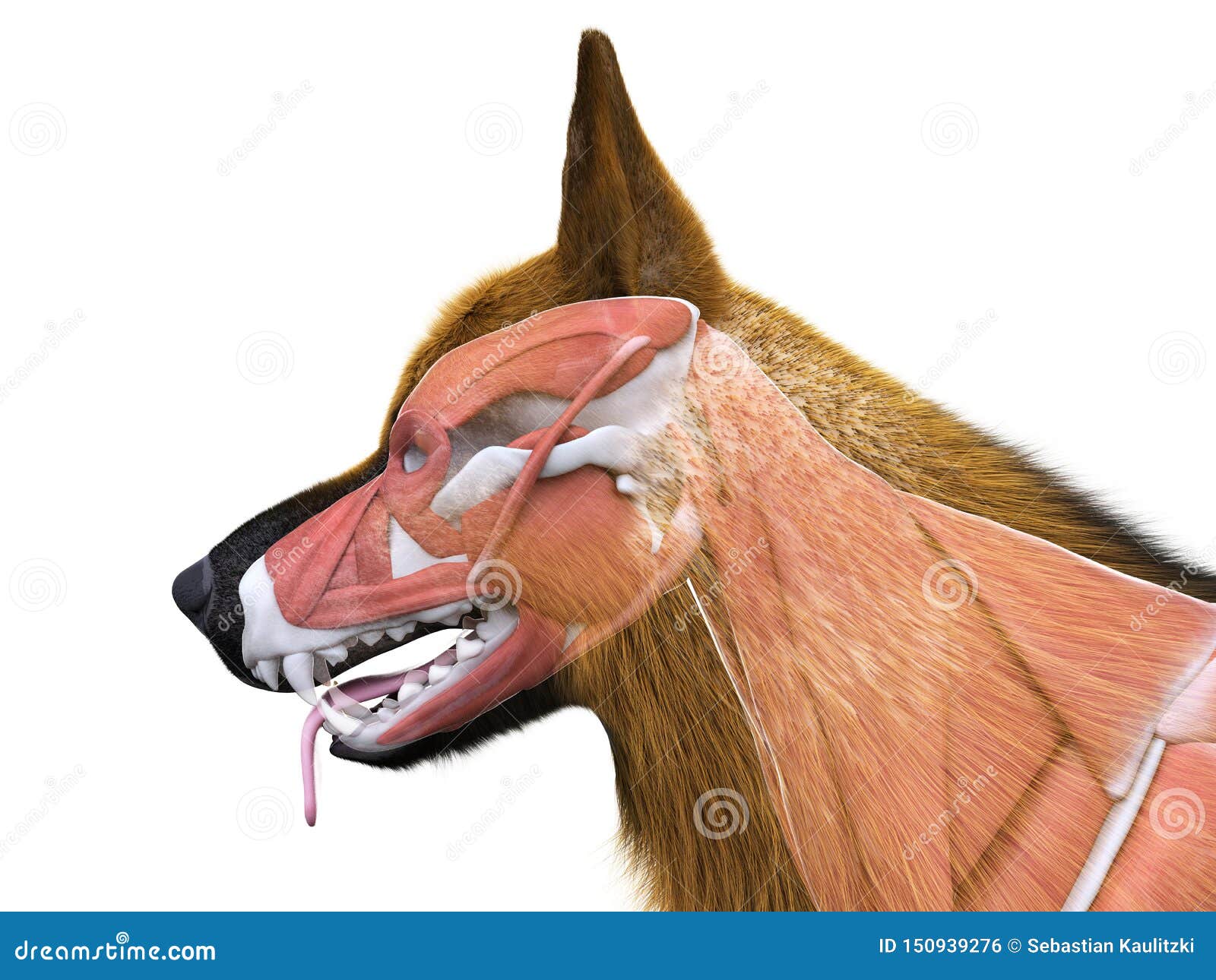 The Muscle System of the Dog Stock Illustration - Illustration of ...