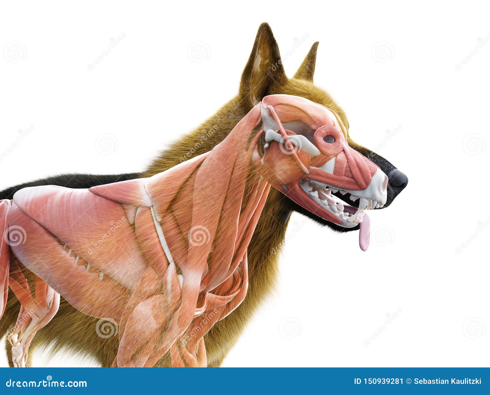 The Muscle System of the Dog Stock Illustration - Illustration of ...