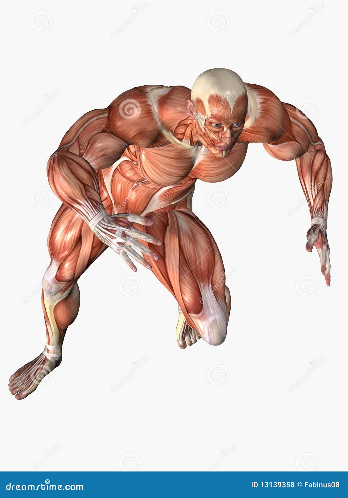 Muscle system of runner stock illustration. Illustration of internal ...