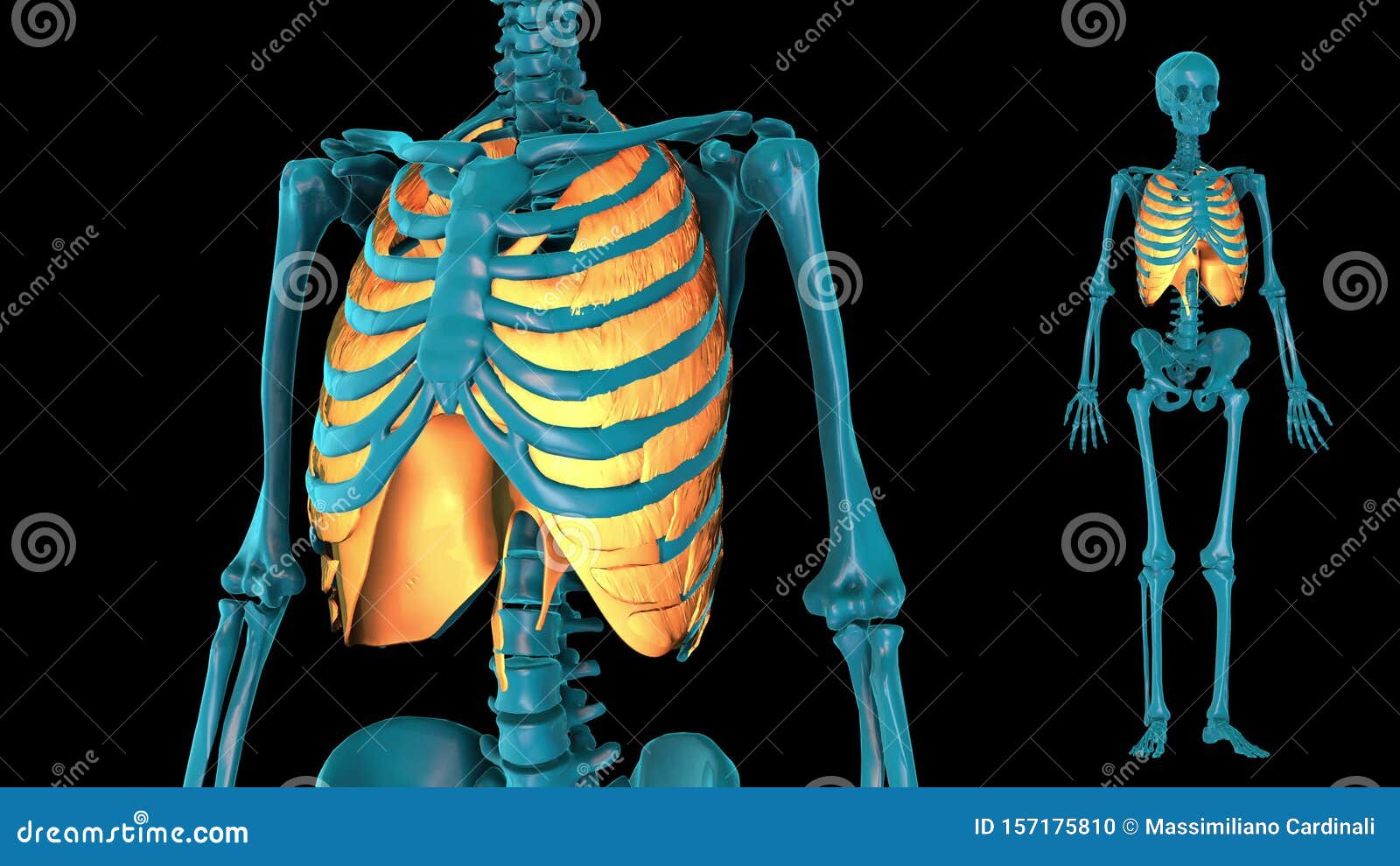 Muscle of Thorax - 3D Model Stock Footage - Video of adductor ...
