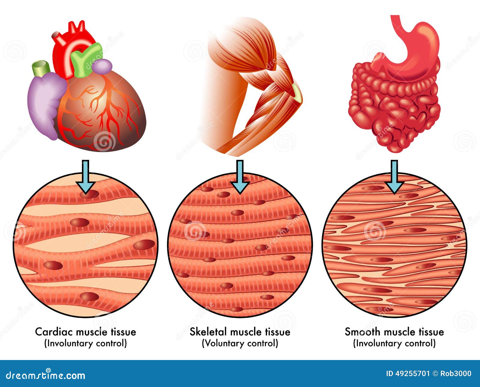 Movement Muscle Stock Illustrations – 4,653 Movement Muscle Stock ...