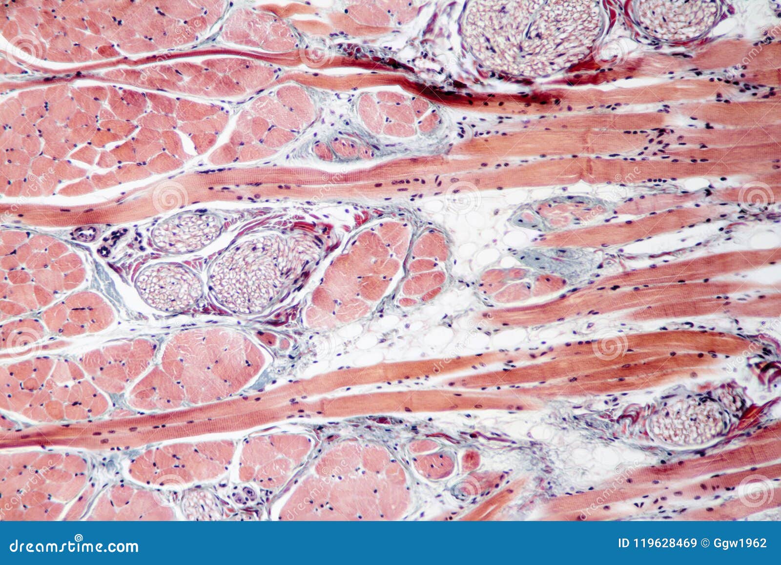 Muscle Tissue Slides