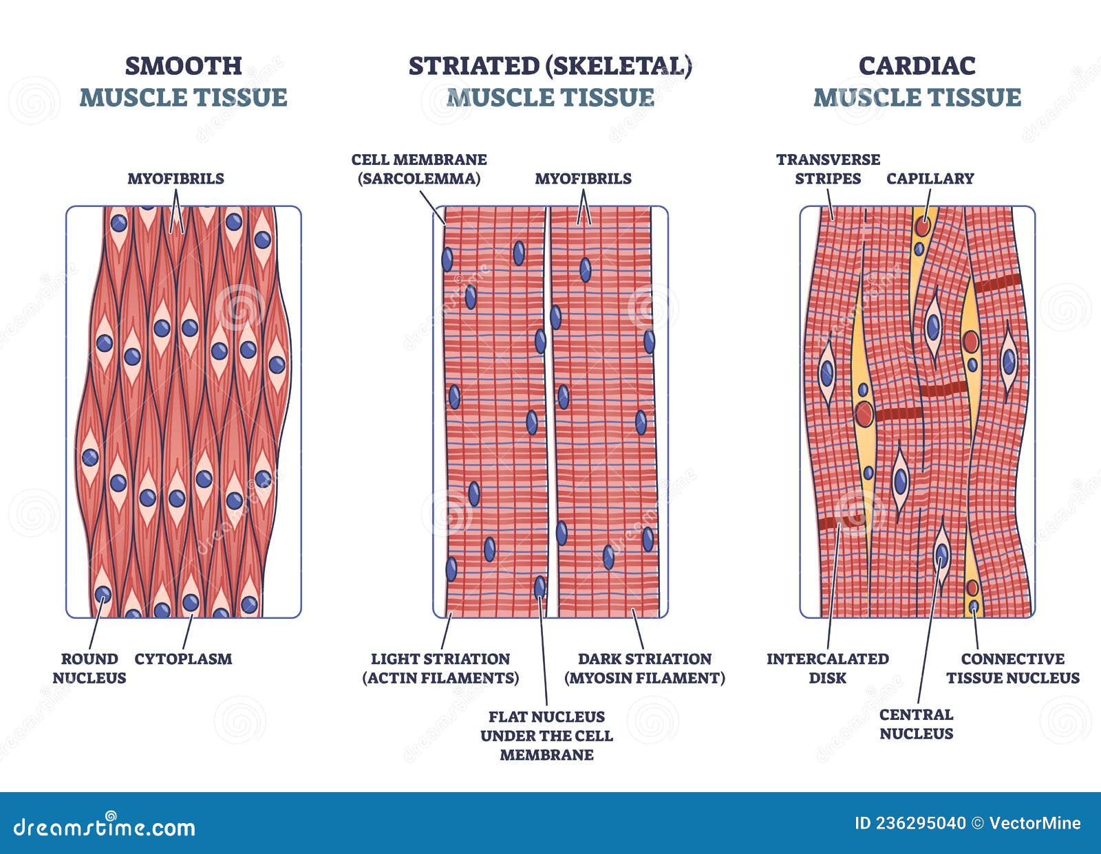 Muscle Tissue with Smooth, Striated and Cardiac Examples Outline ... Muscle Tissue with Smooth, Striated and Cardiac Examples Outline ...