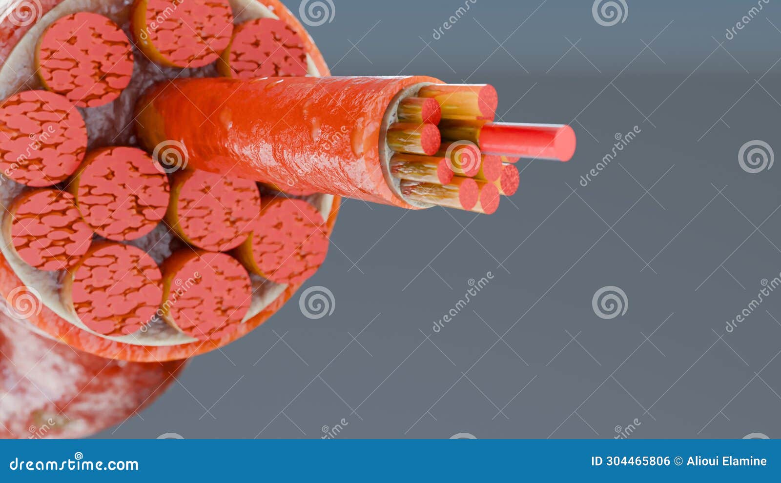 Uscle Type Heart Muscle Cross Section through Muscle with Muscle Fibers ...