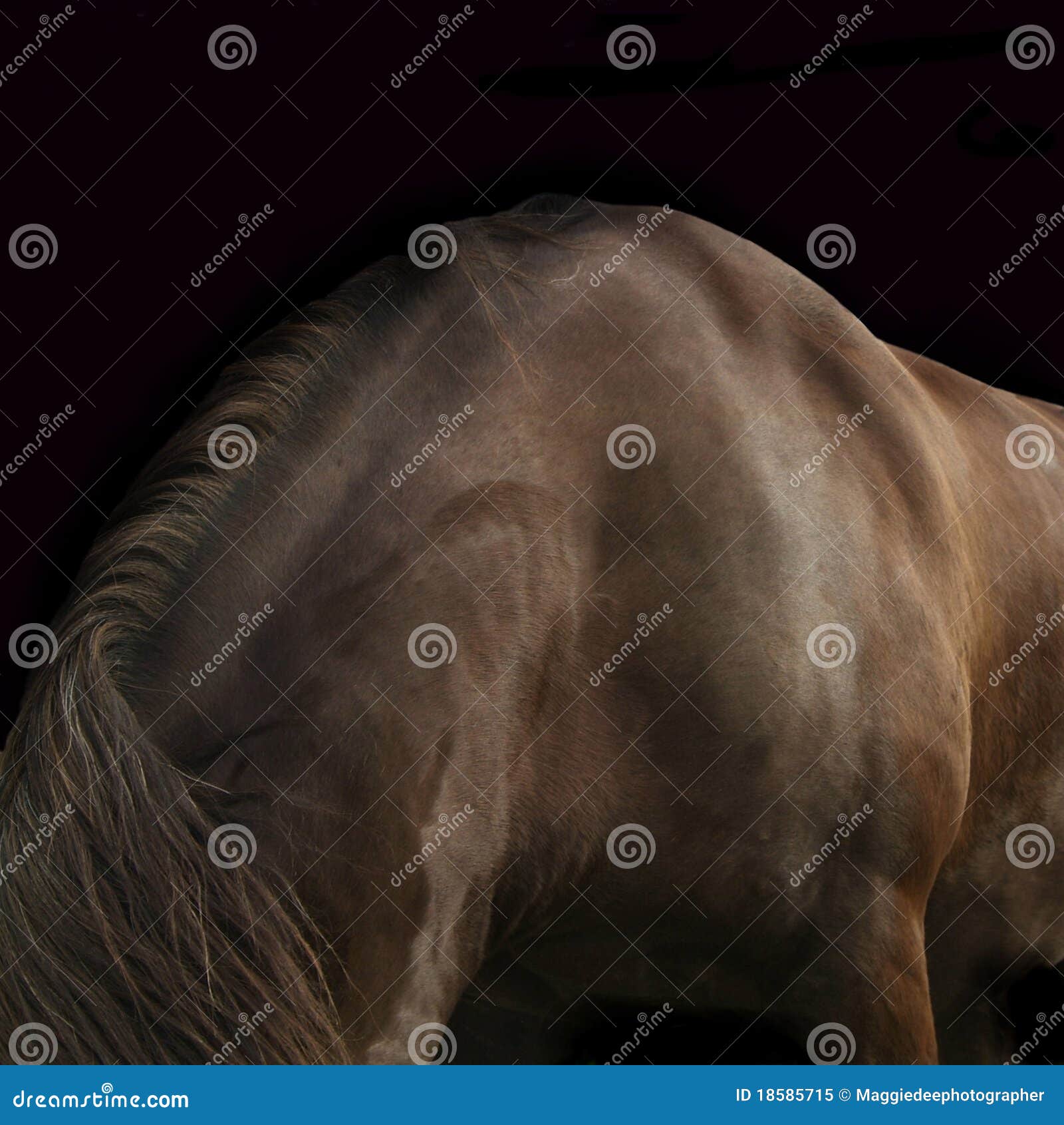 Musclehead stock image. Image of domesticated, strong - 18585715