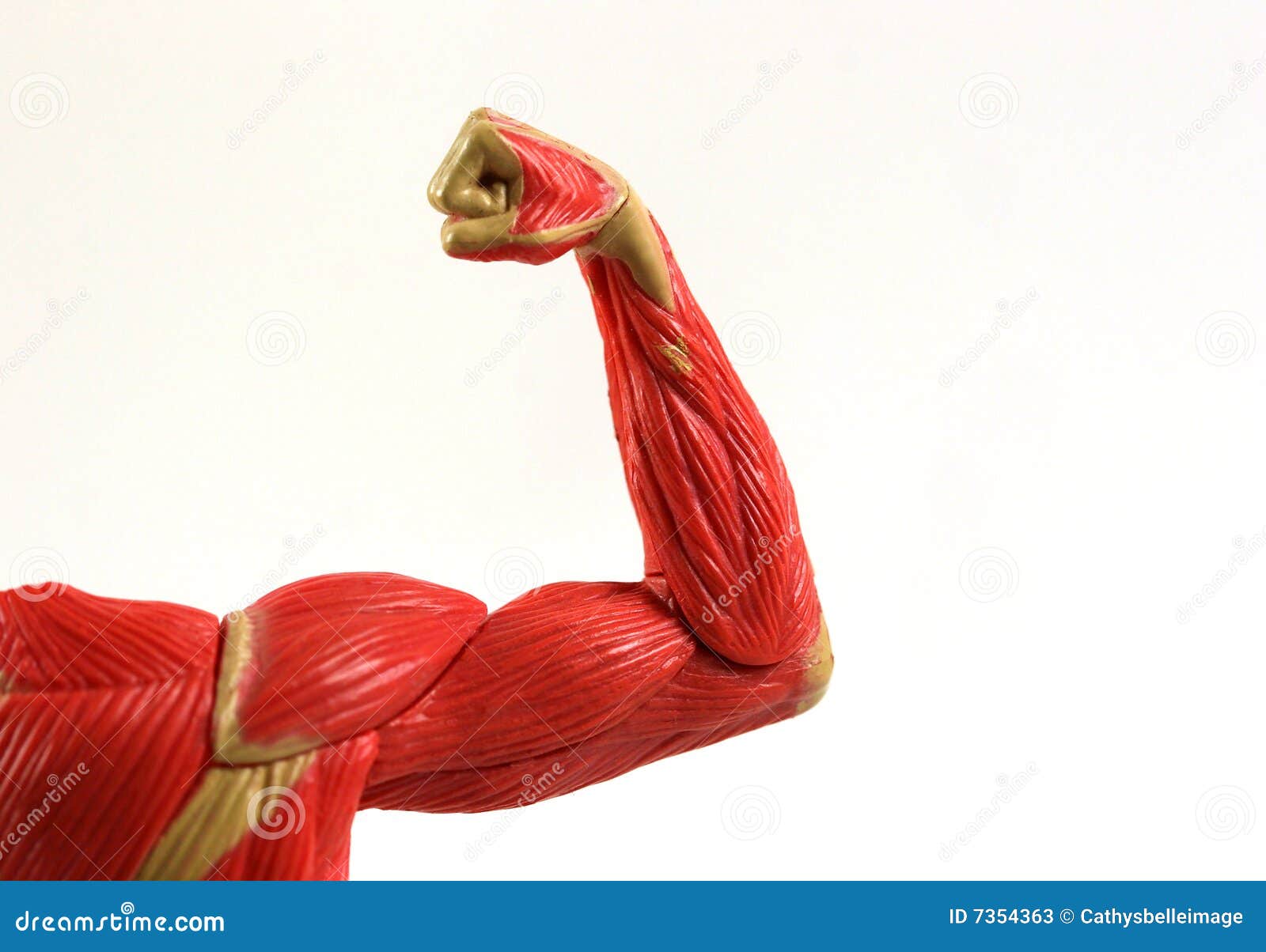 Muscles stock image. Image of flexed, strength, education - 7354363