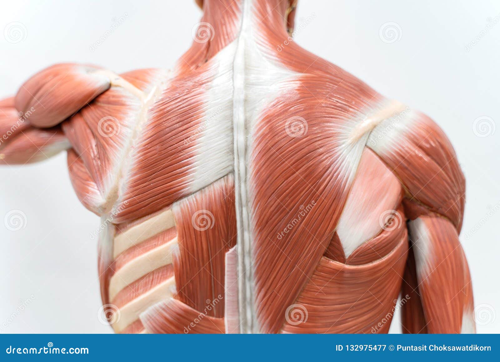 Muscles of Back Model for Physiology Education Stock Image - Image of ...