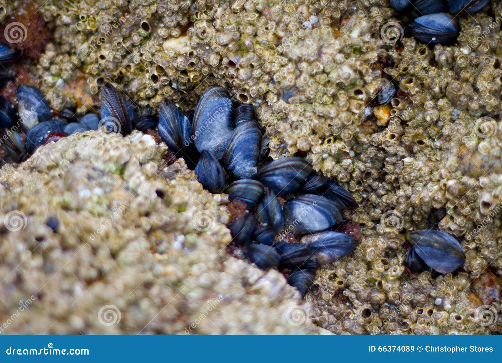 Muscles on beah stock image. Image of muscles, rock, shell - 66374089