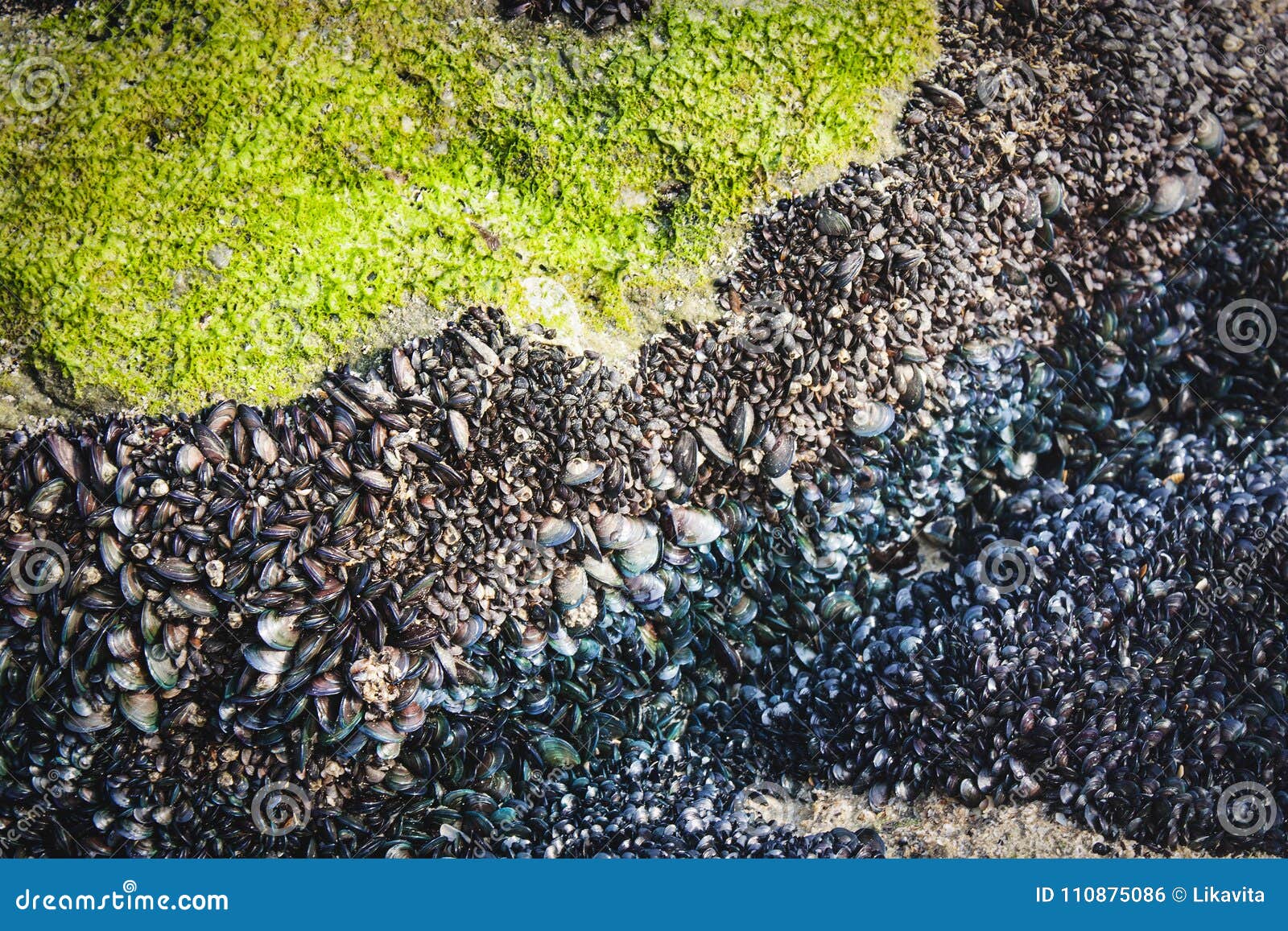 Muscles Colony on a Rock Background Stock Photo - Image of alga, colony ...