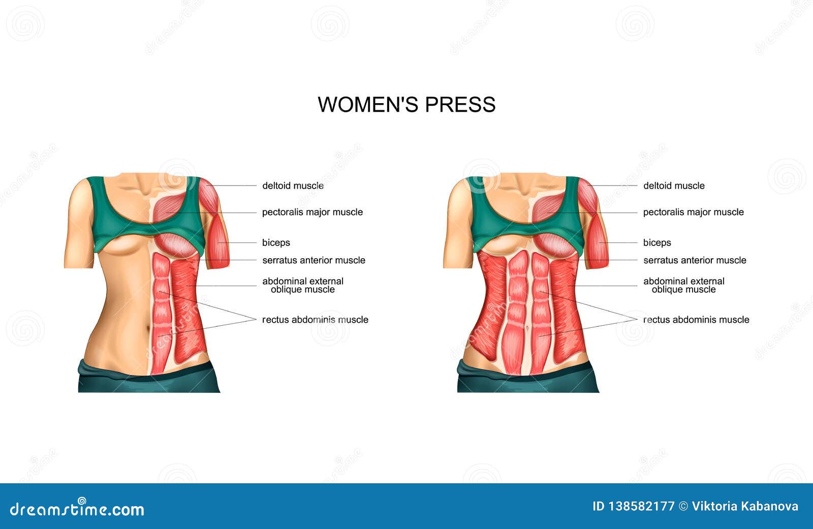 Muscles D'anatomie Du Torse Illustration de Vecteur - Illustration du ...