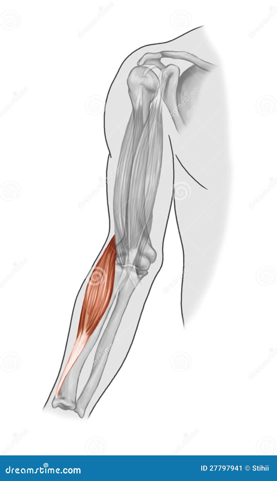 Muscles de Brachioradial illustration stock. Illustration du ...