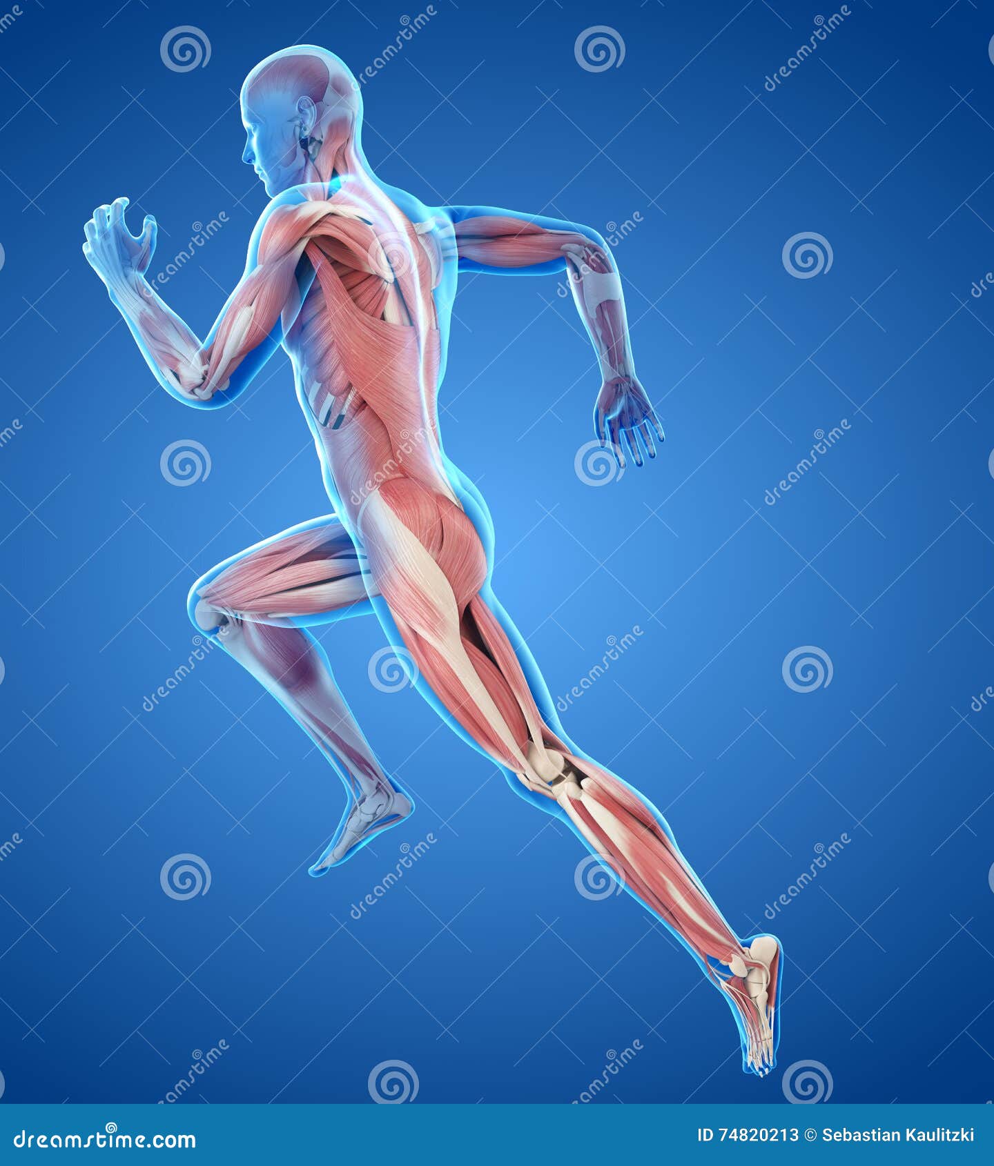 Running Muscles Stock Illustrations, Vecteurs, & Clipart – (1,775 Stock ...