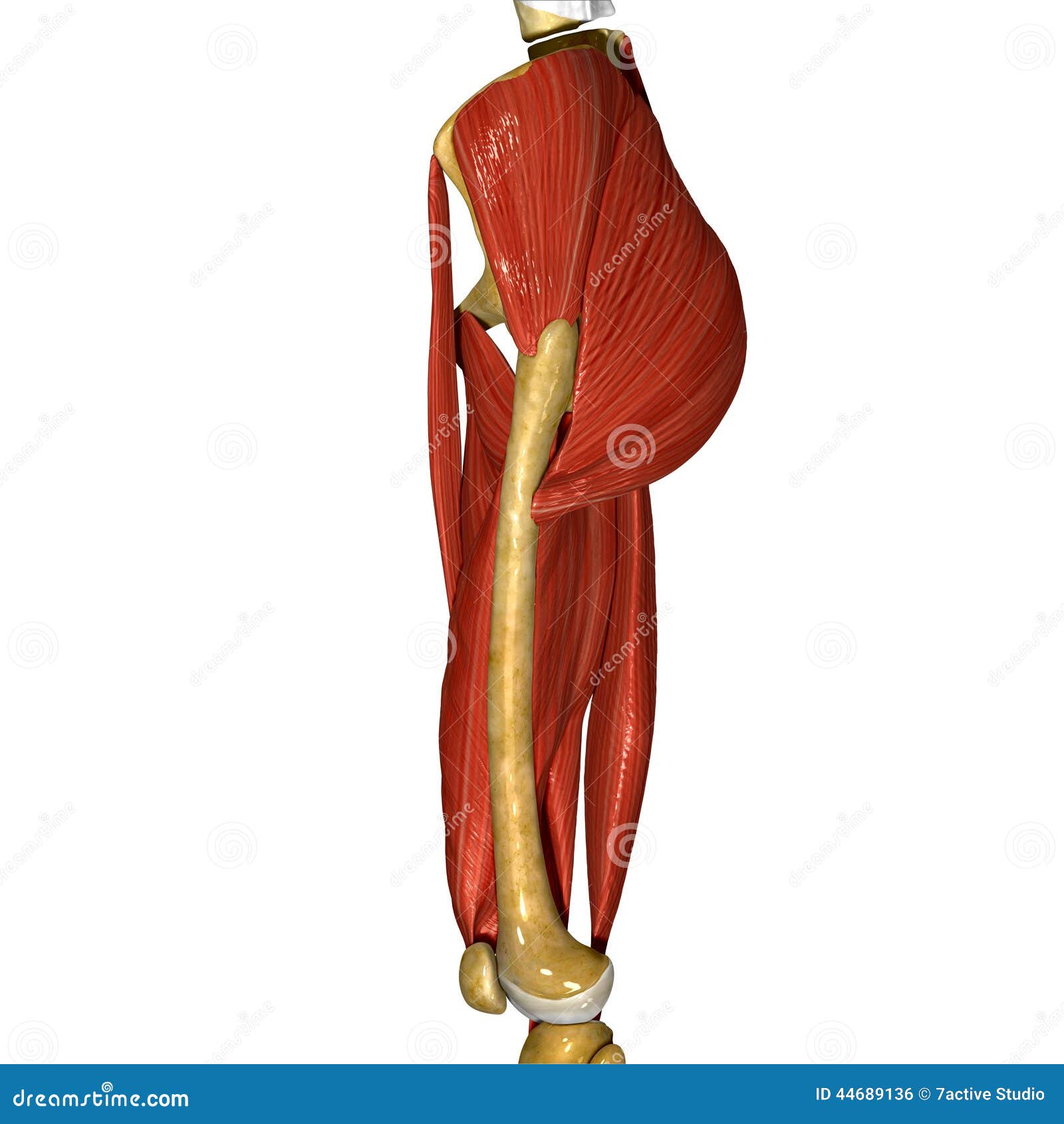 Muscles de cuisse illustration stock. Illustration du rotule - 44689136