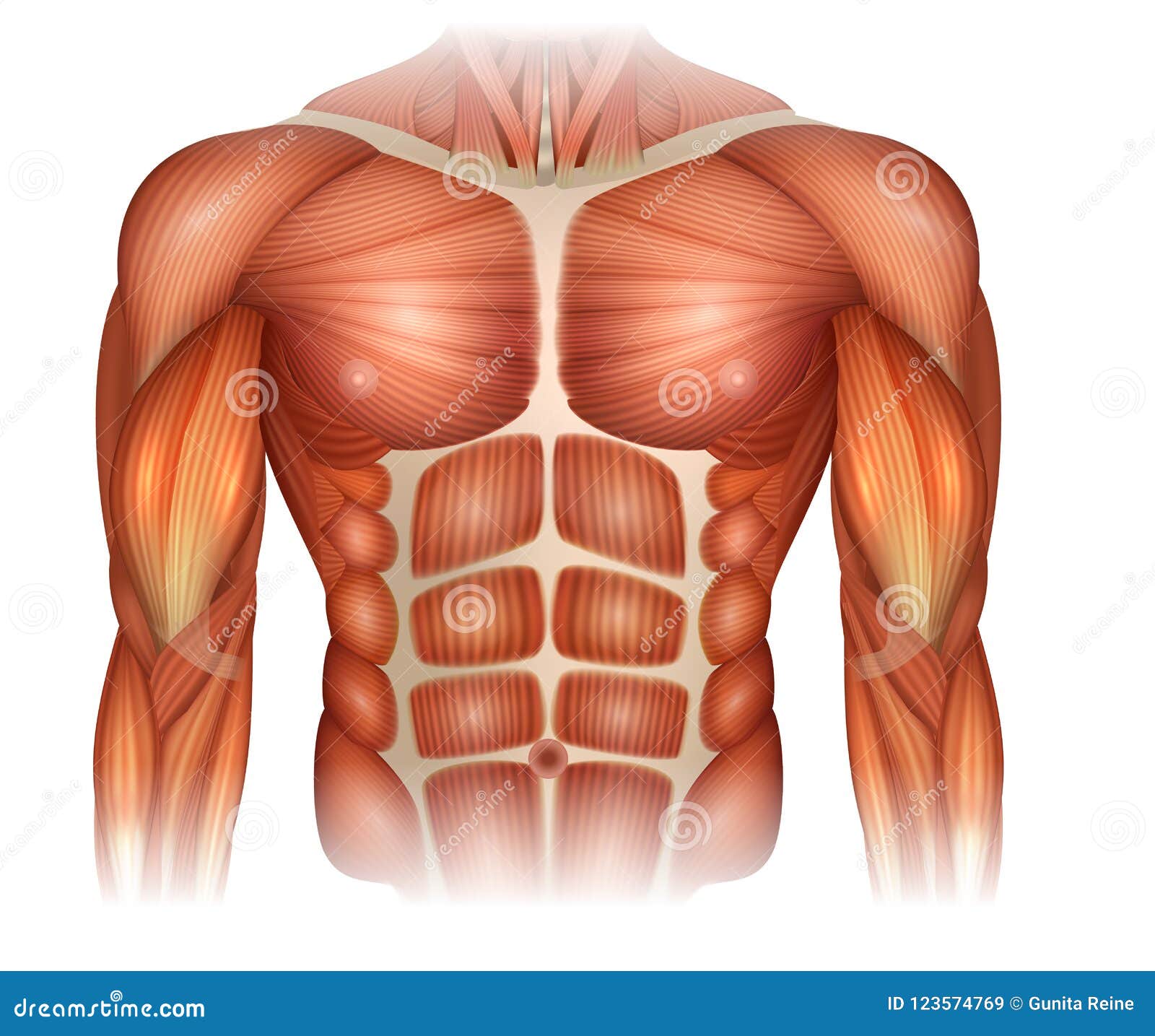 Muscles du torse illustration de vecteur. Illustration du culturisme ...