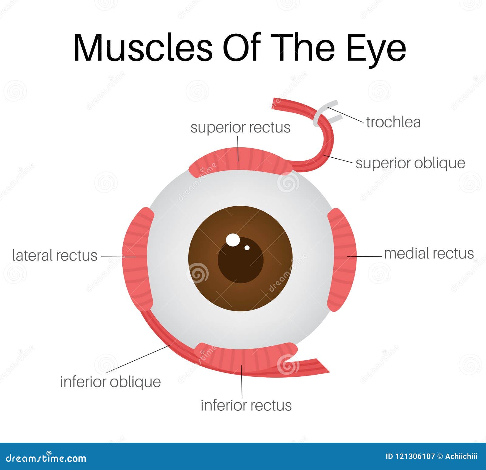 Muscles of the Eye stock vector. Illustration of nerve - 121306107