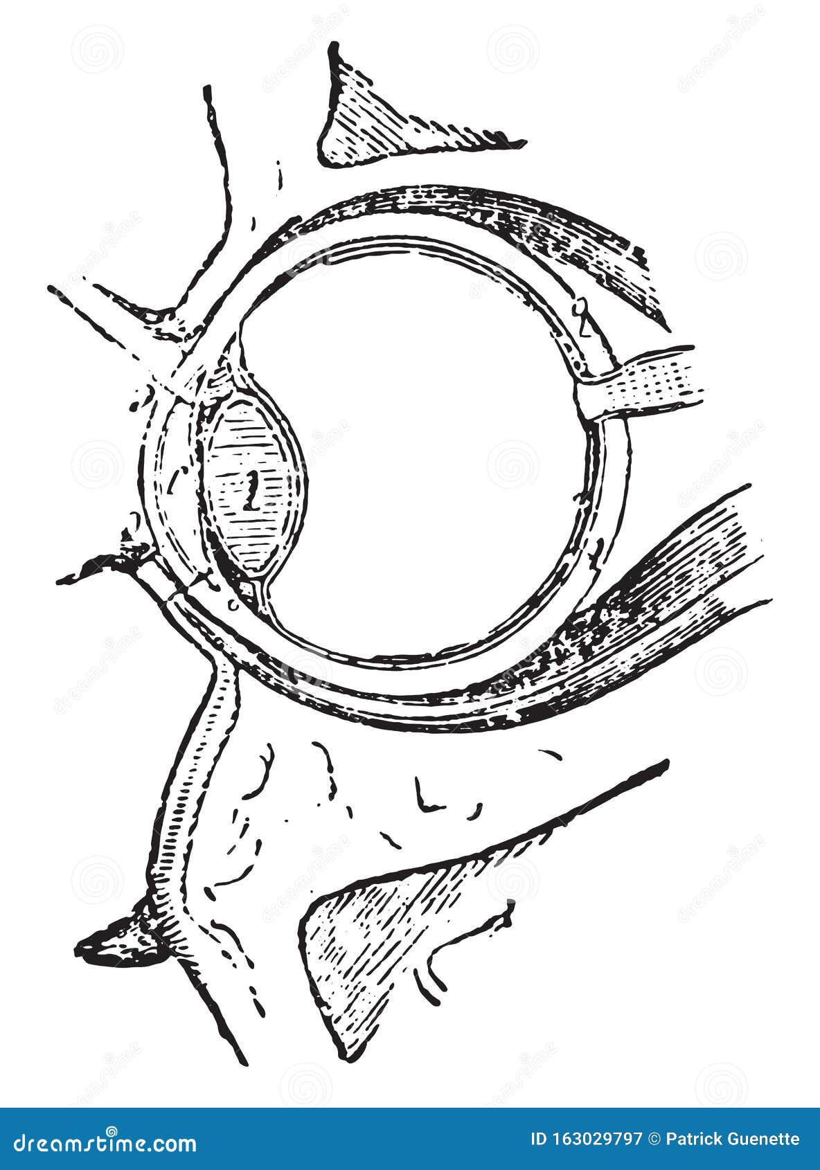 Levator Palpebrae Superioris Muscle With Eye Structure Outline Diagram ...