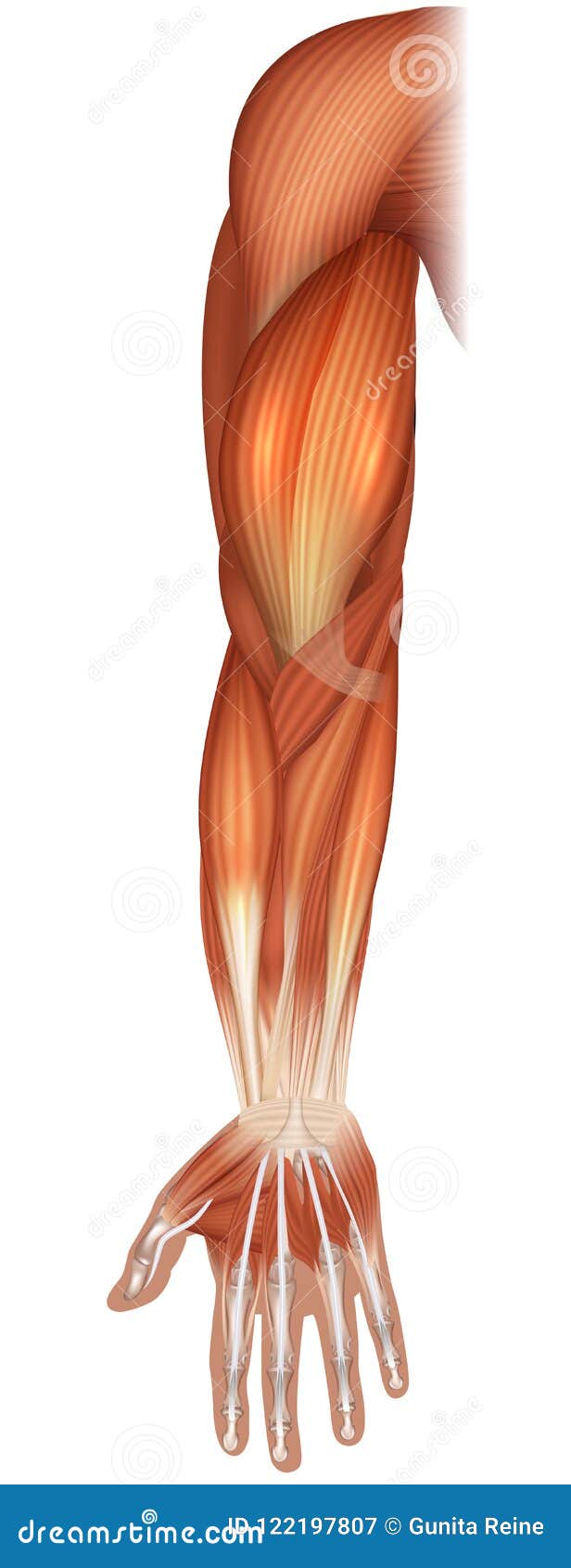 Muscles of the Hand and Arm Stock Vector - Illustration of joint, body ...