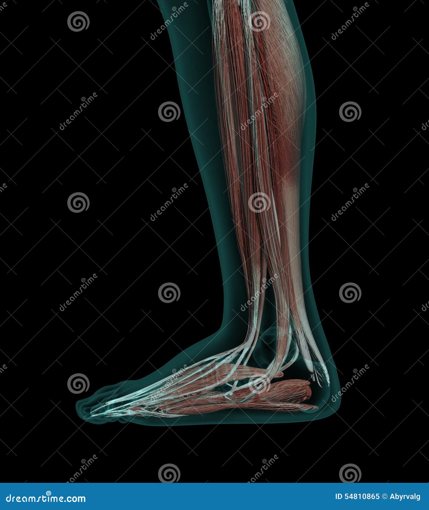 Muscles Humains D'anatomie D'une Jambe Illustration Stock ...